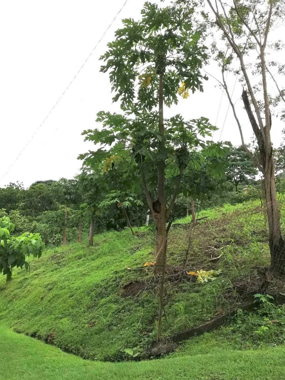 Lot E-7a Calle Del Cerro Con La Calle Diagonal, Las Cumbres, Property ...