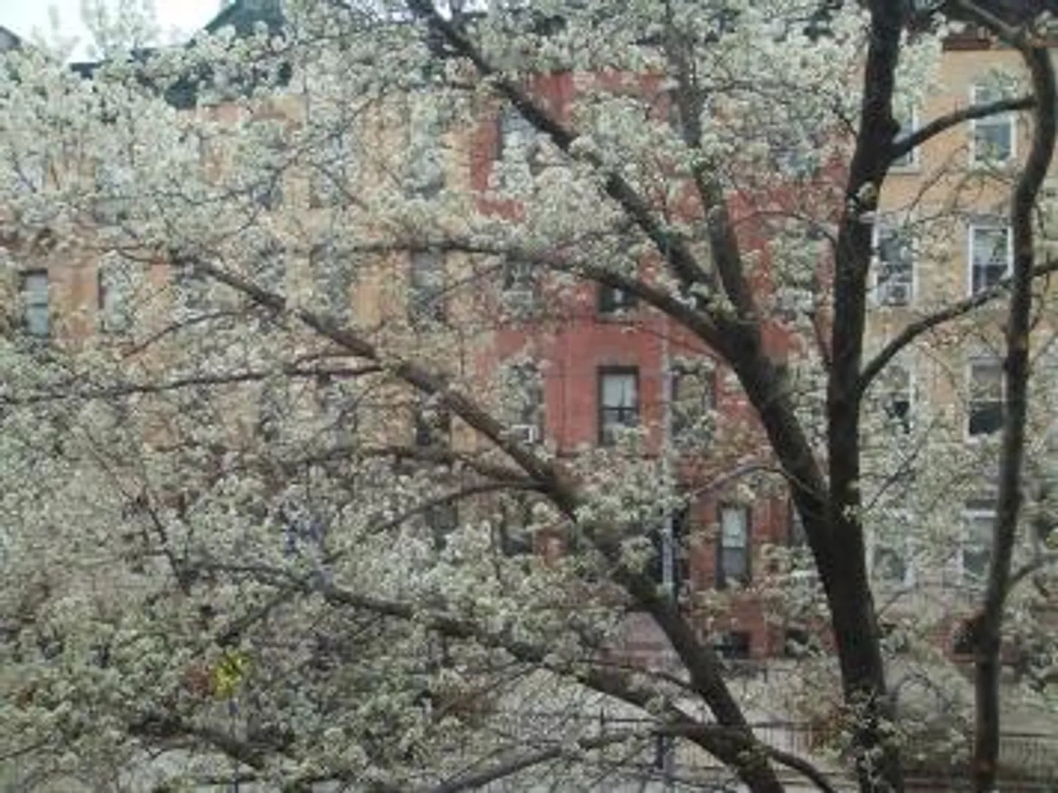 162 Garfield Place, Brooklyn | Corcoran